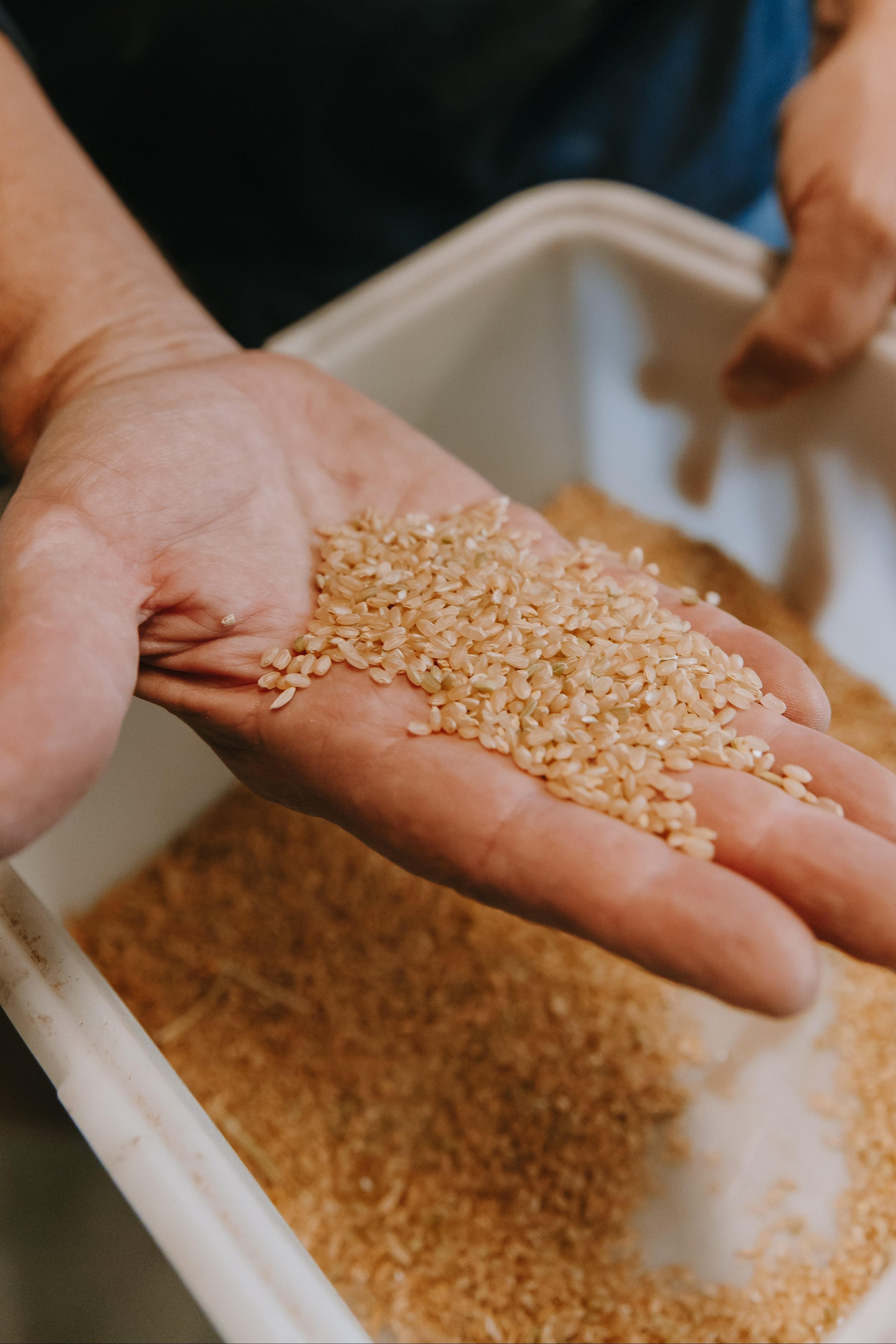 Is Semi-Brown Rice Healthier? What You Need to Know – Black Fox Brand